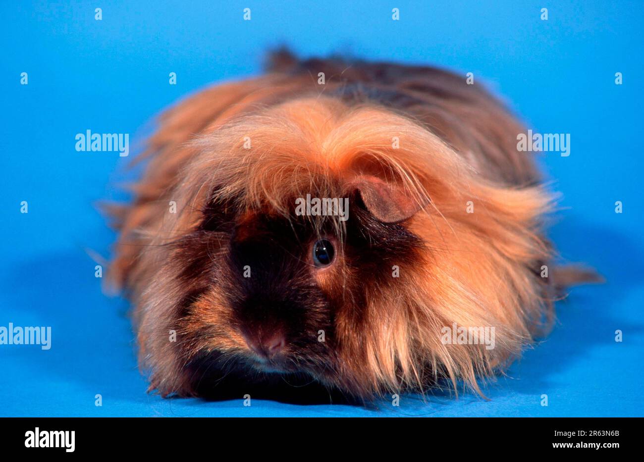 Angora guinea pig hi-res stock photography and images - Alamy