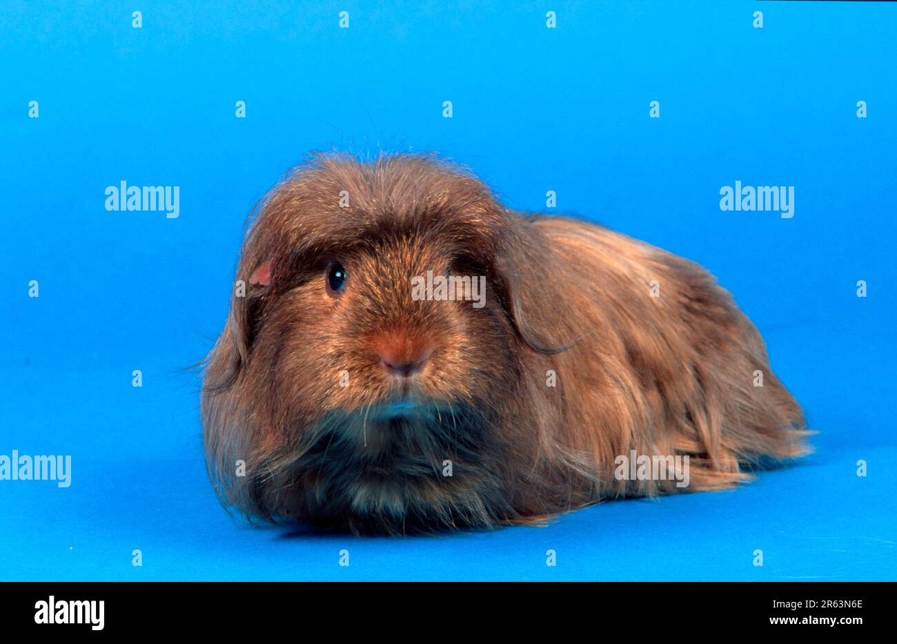 Coronet guinea pig, satin, gold-agouti Stock Photo - Alamy