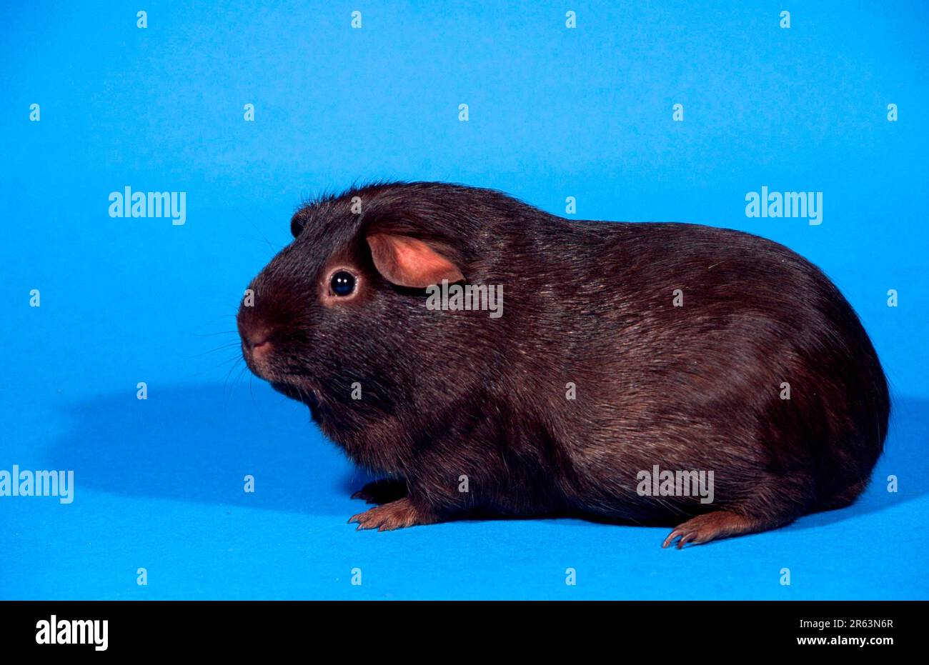 Smooth-haired guinea pig, chocolate, English guinea pig, sideways Stock ...