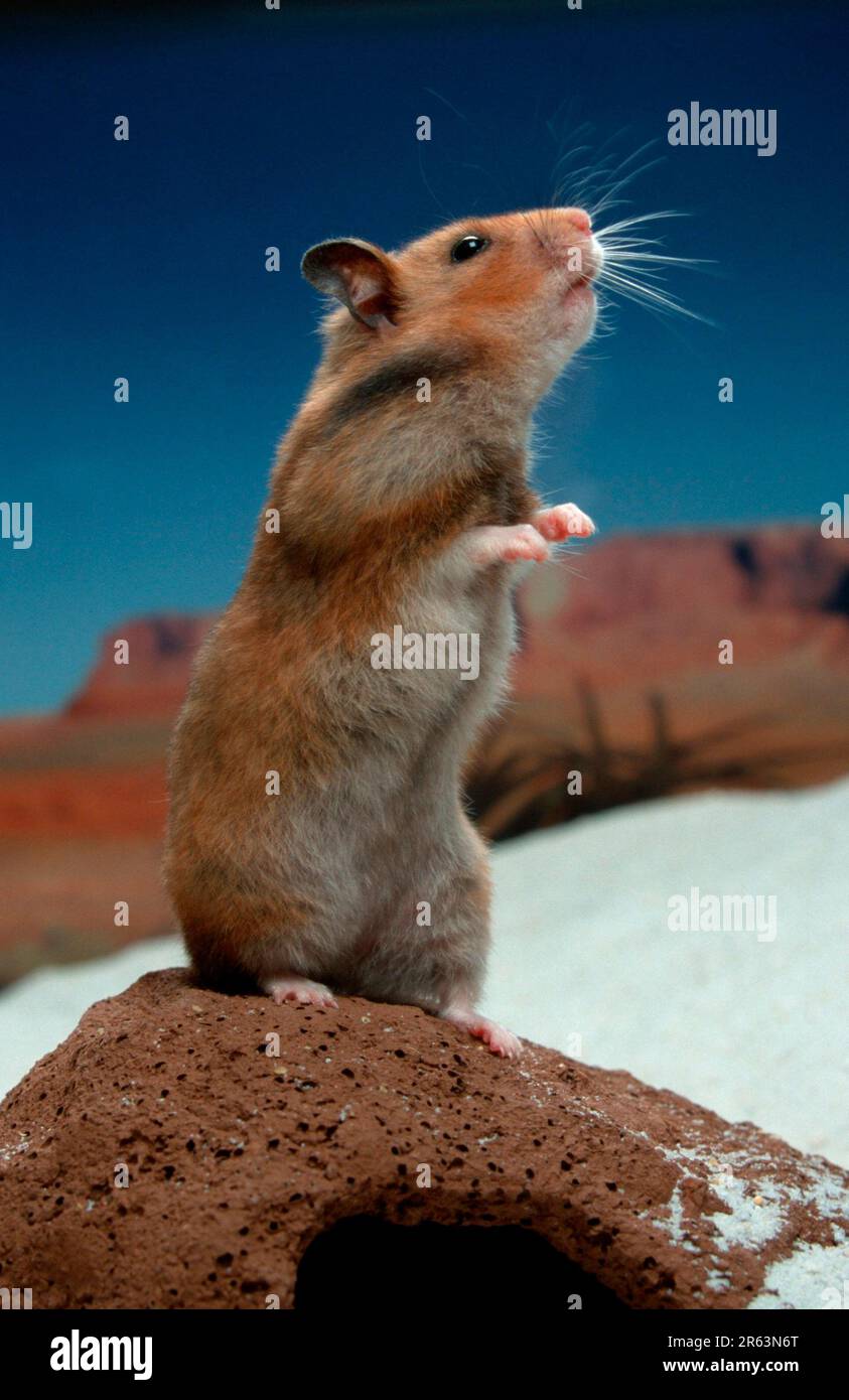 Golden syrian hamster studio shot hi-res stock photography and images ...
