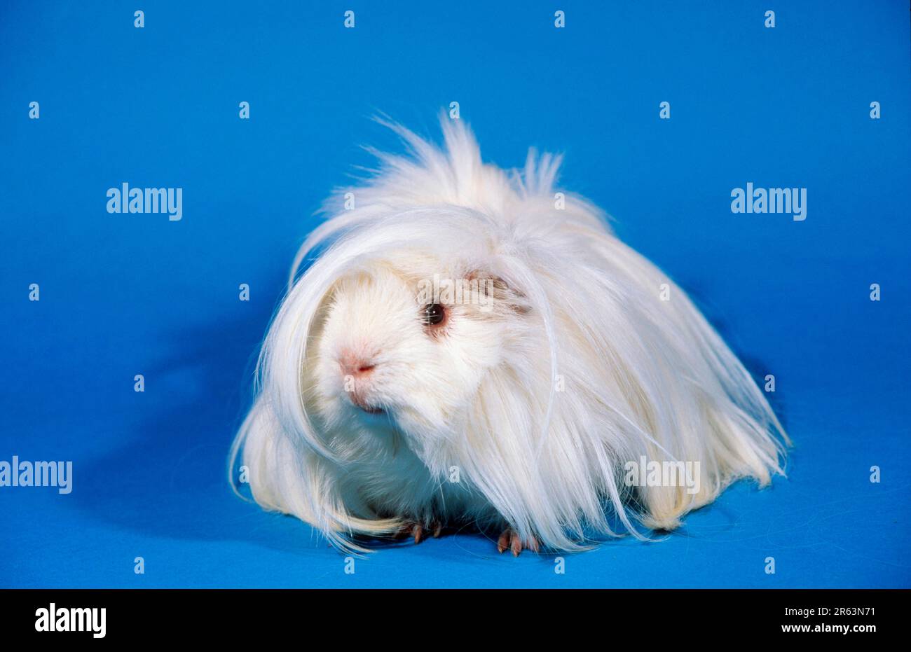 Cute White Albino Guinea Pig Hi-res Stock Photography And, 46% OFF