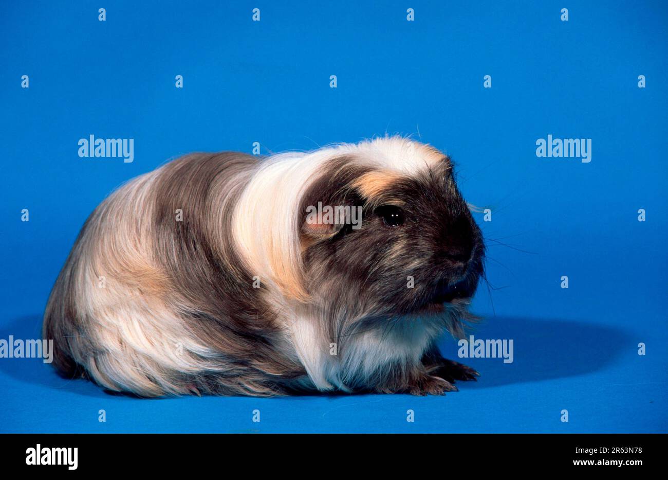 Coronet Guinea Pig Pig, Chocolate Cream White Stock Photo - Alamy
