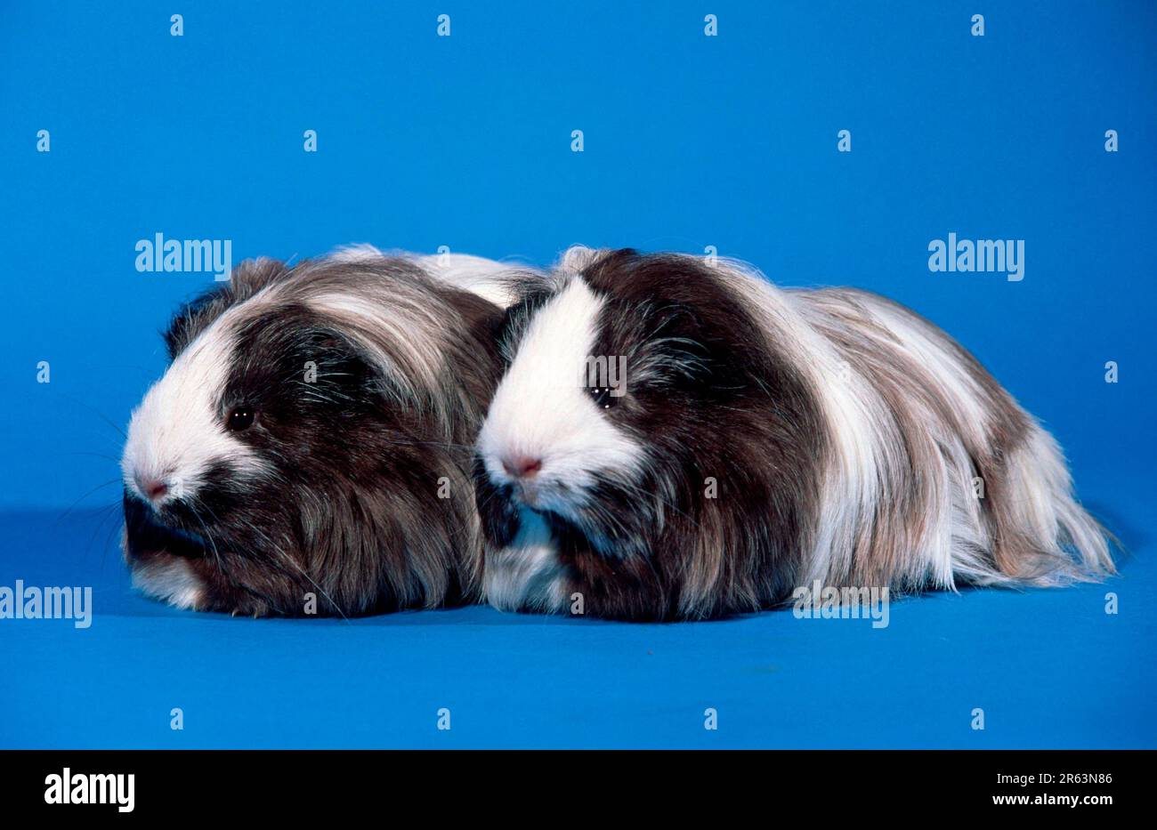 Sheltie guinea pig, slate-blue-white Stock Photo - Alamy