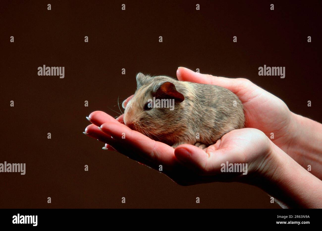 Guinea pig hand hi-res stock photography and images - Alamy
