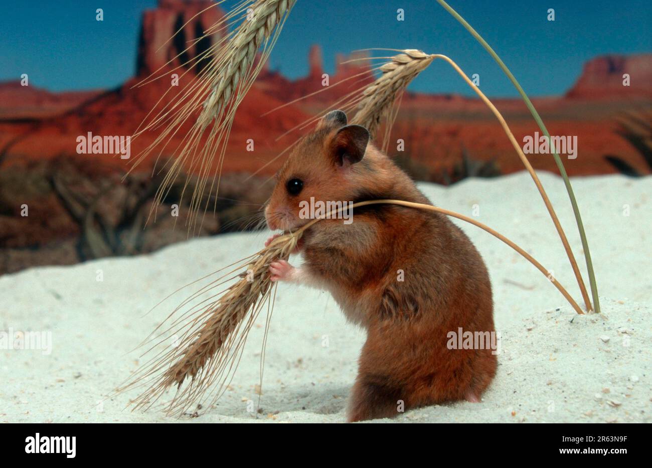 Golden syrian hamster studio shot hi-res stock photography and images ...