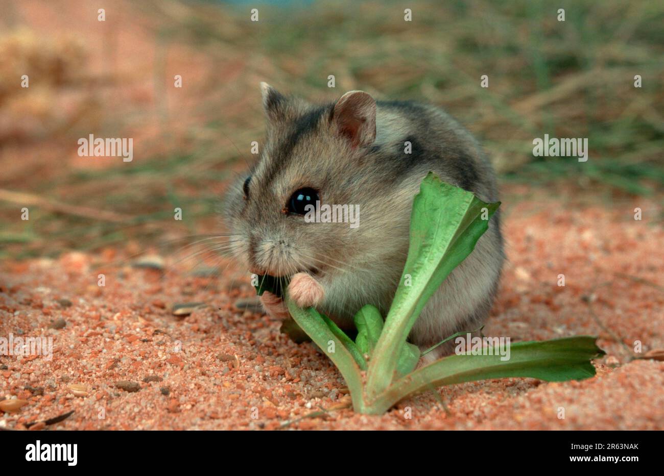 Siberian hamster hi-res stock photography and images - Alamy