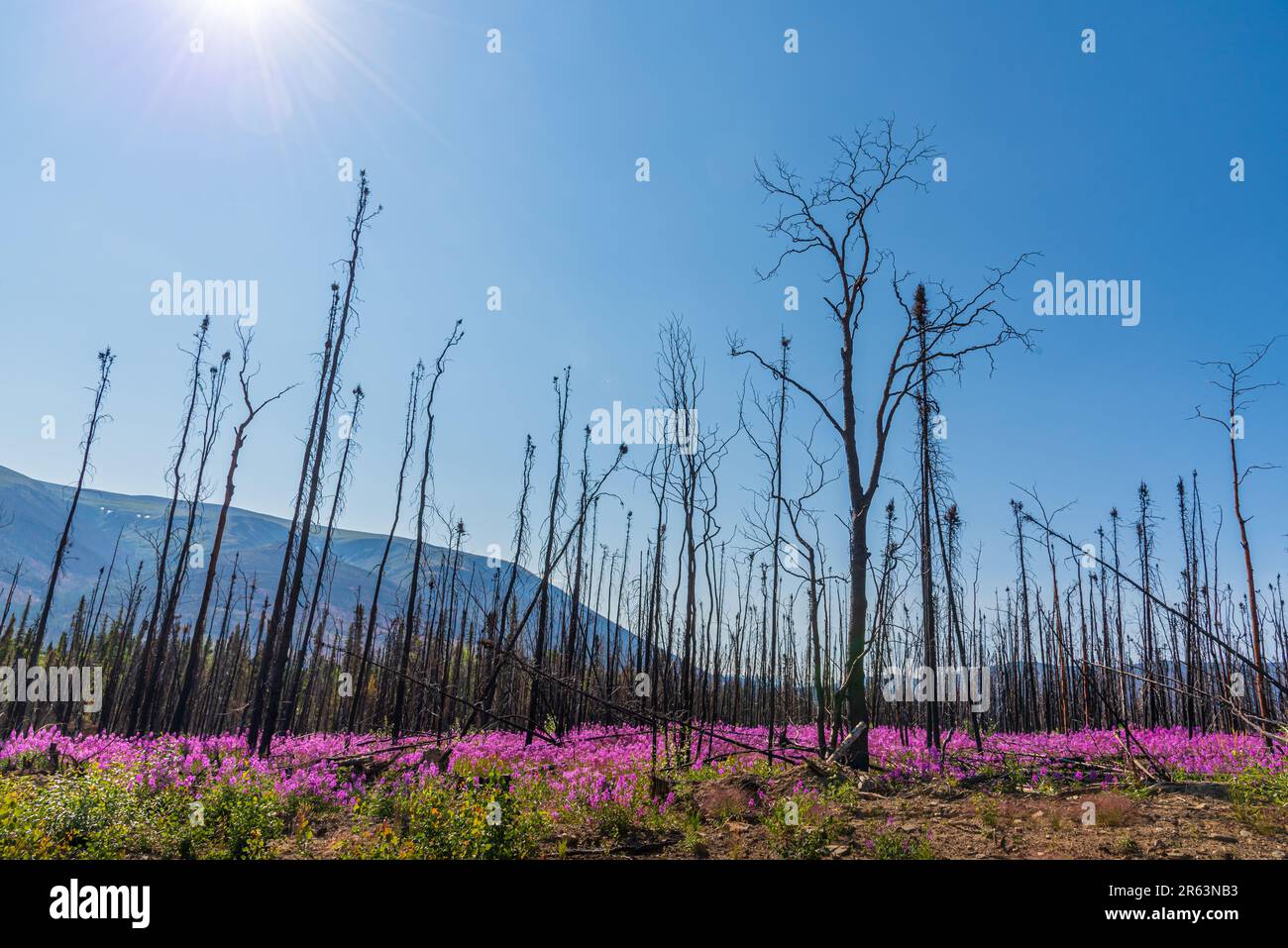 Wild flowers after forest fire hi-res stock photography and images - Alamy