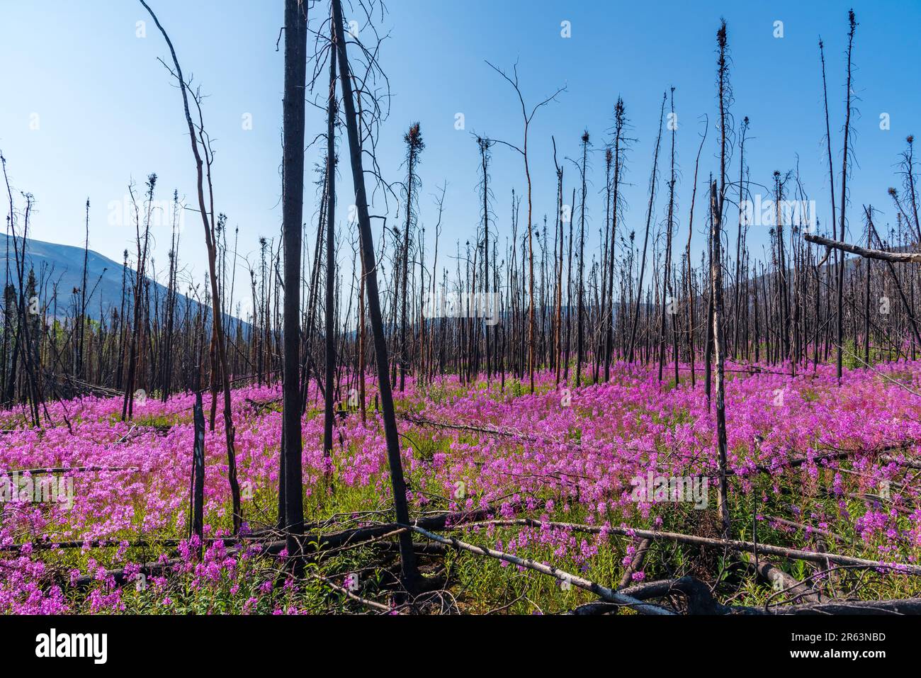 Wild flowers after forest fire hi-res stock photography and images - Alamy