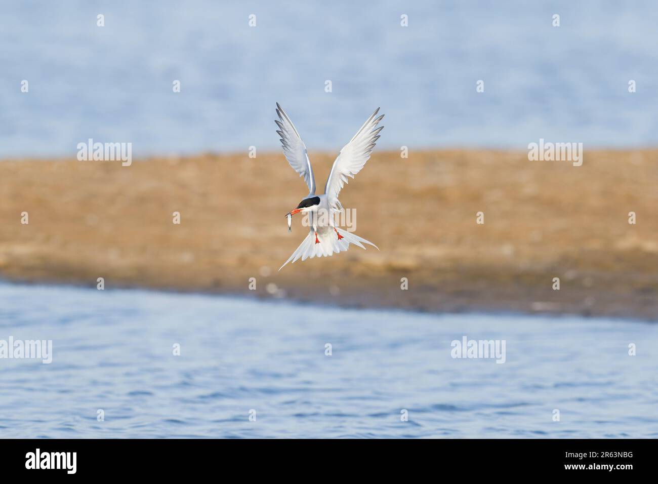 Common tern Sterna hirundo, summer plumage adult flying with fish in ...