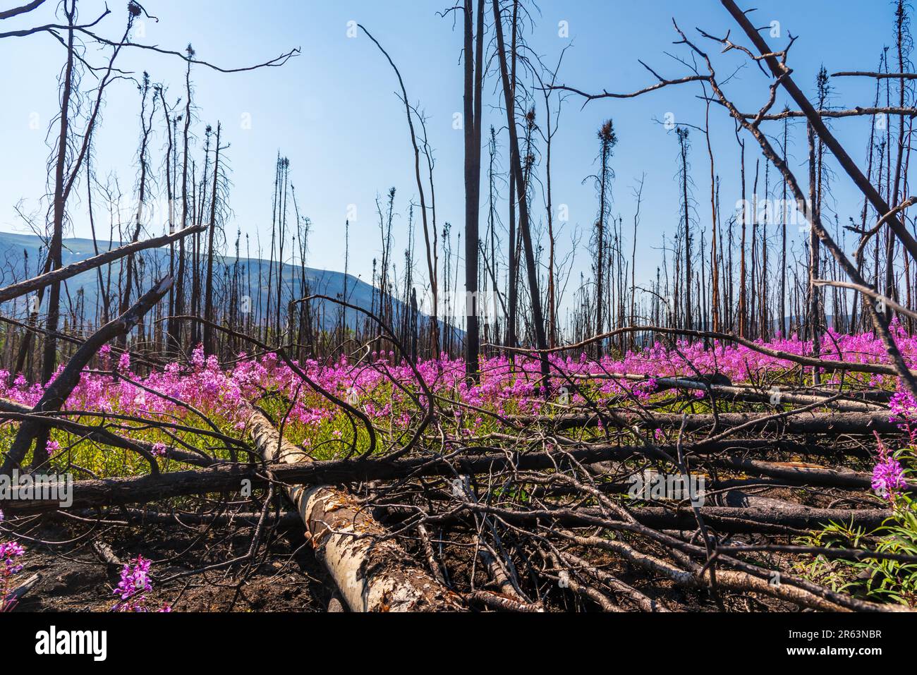 Wild flowers after forest fire hi-res stock photography and images - Alamy