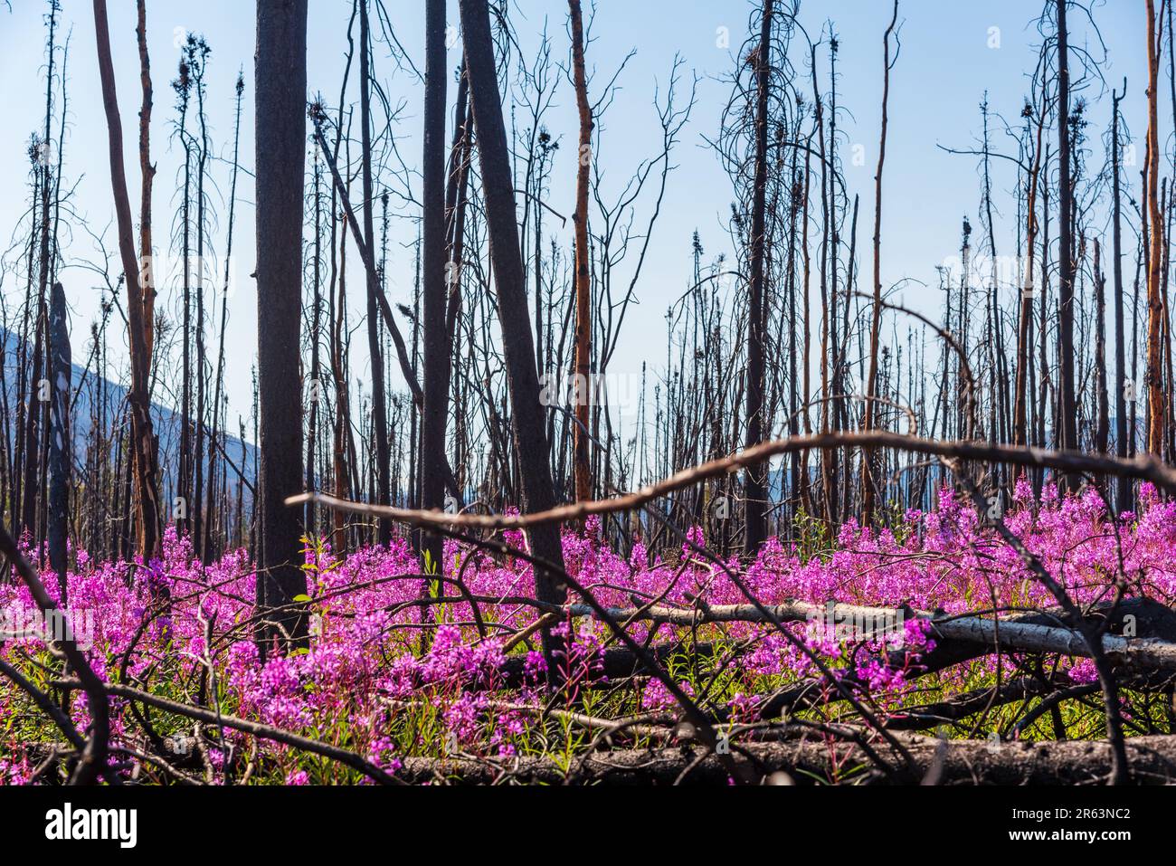 Wild flowers after forest fire hi-res stock photography and images - Alamy