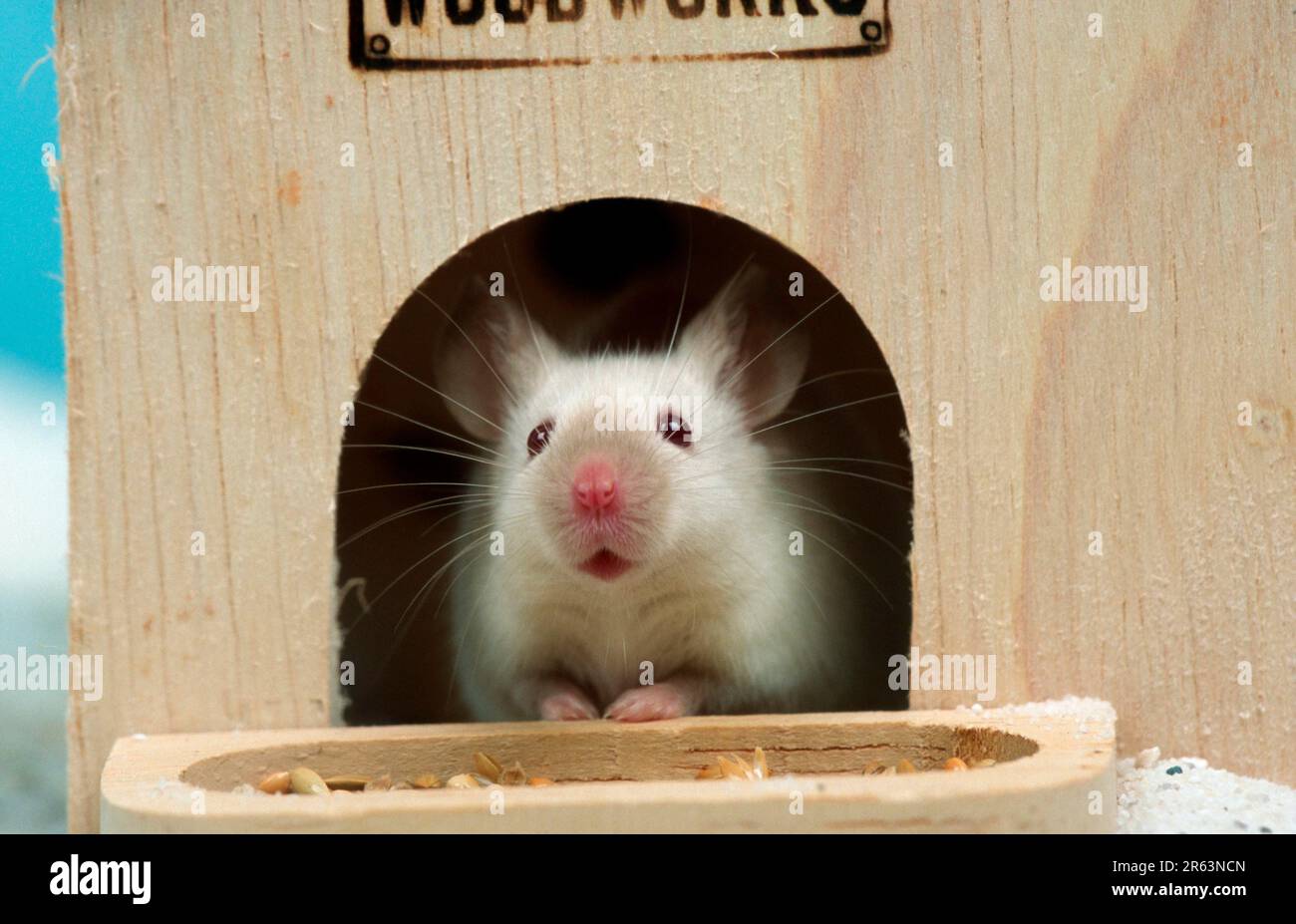 White mouse animal hi-res stock photography and images - Alamy
