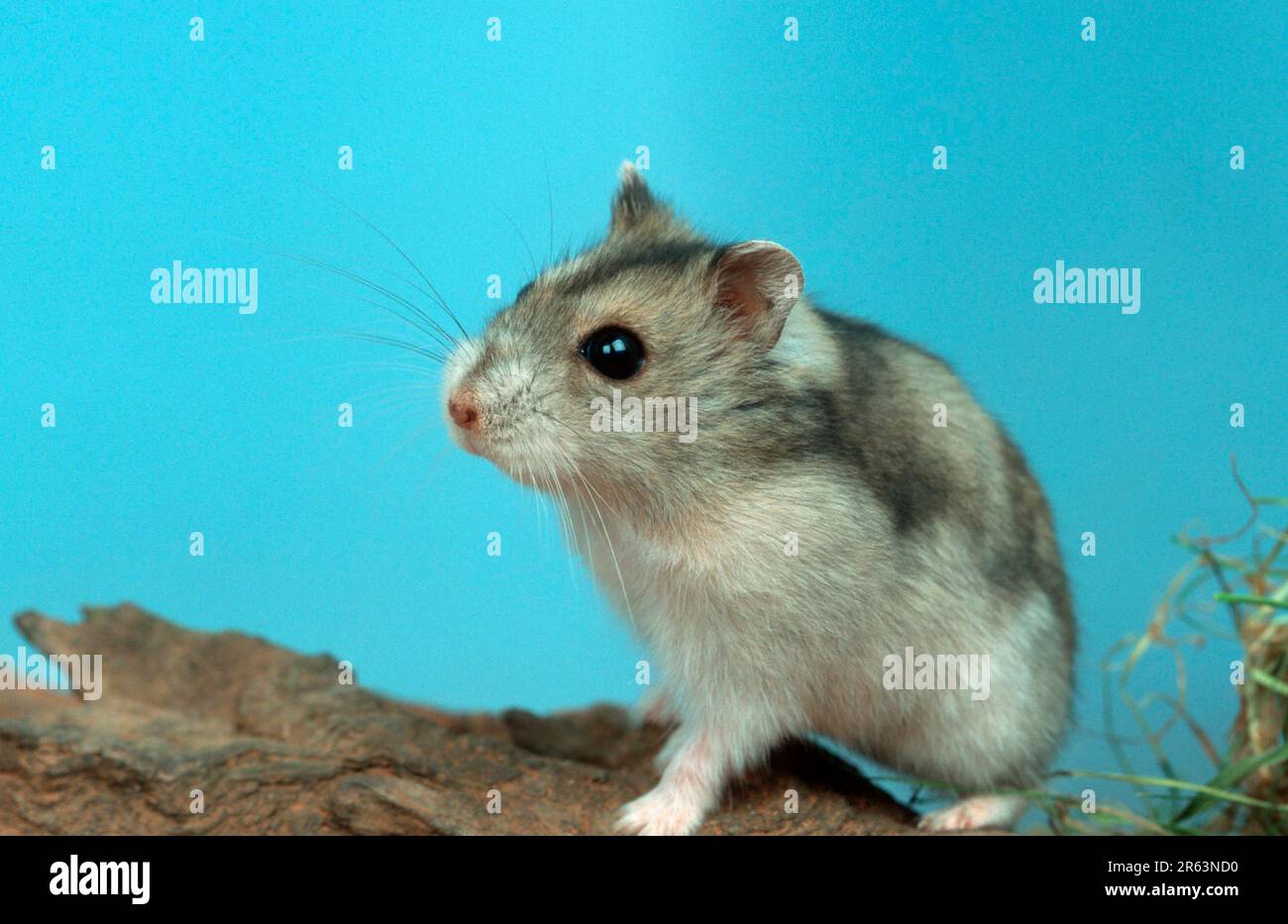 Dwarf Hamster, djungarian hamster (Phodopus sungorus), animals, mammals ...