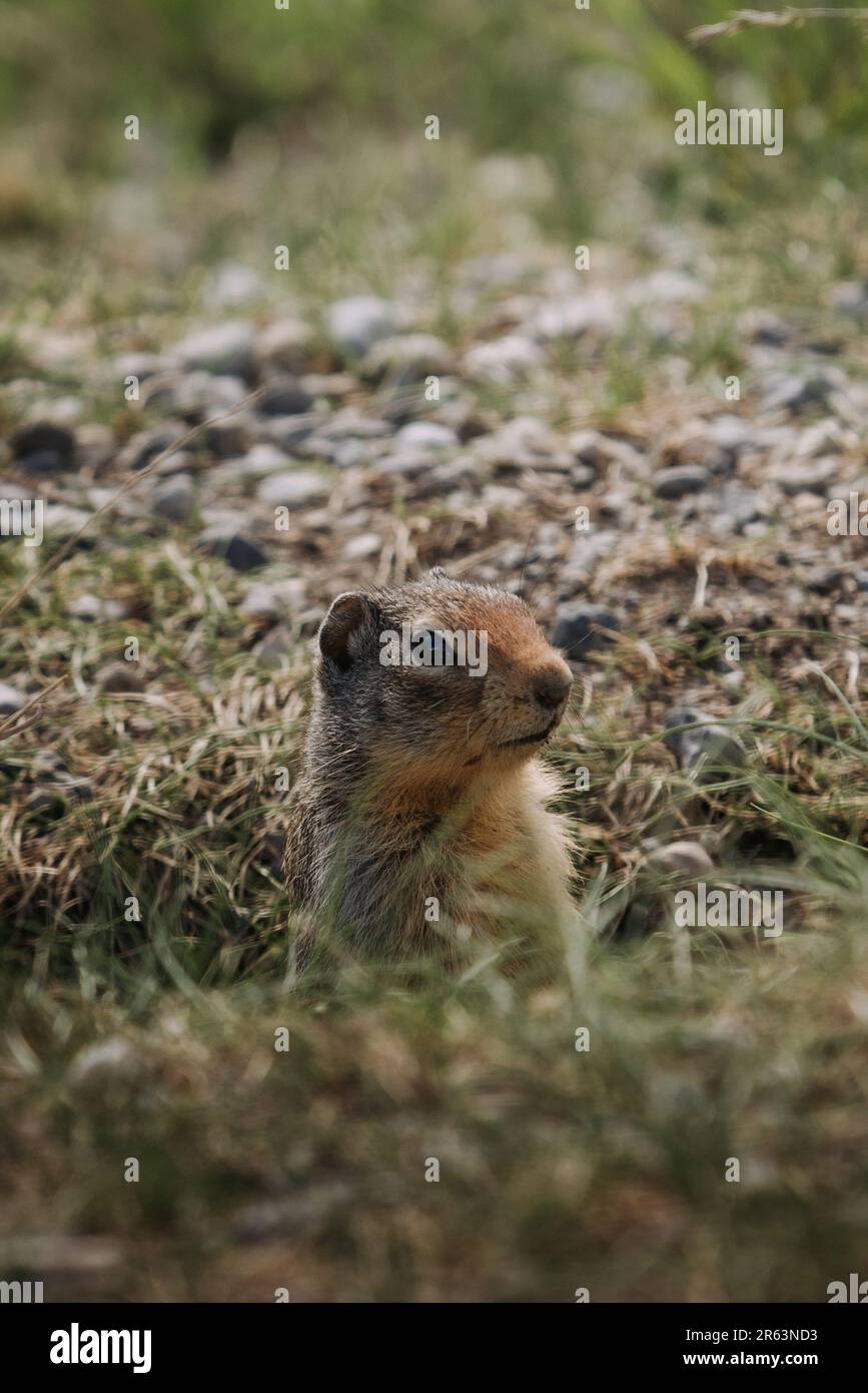 An adorable Marmotini perched atop a pile of lush green grass and dirt ...