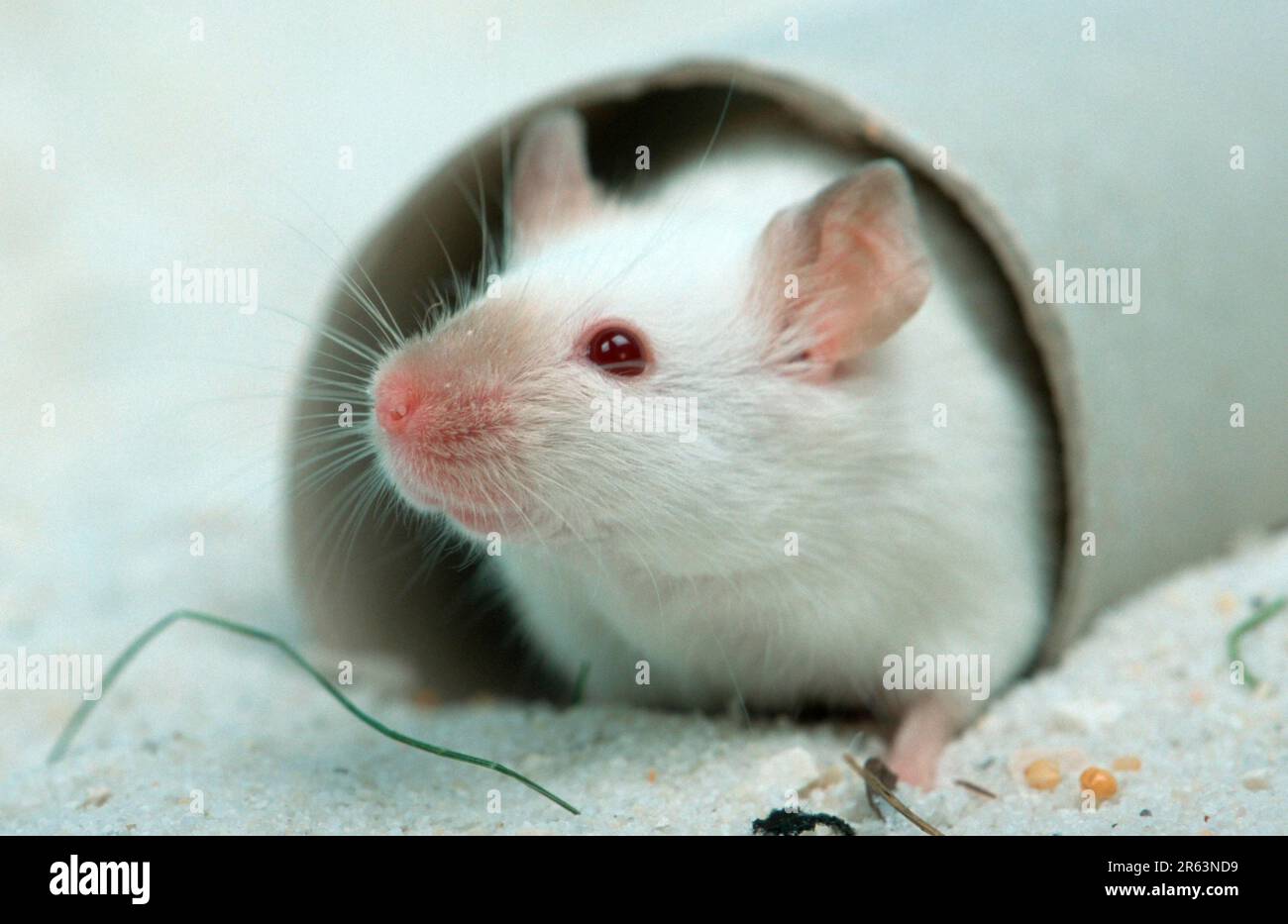 White Mouse, House Mouse Stock Photo - Alamy