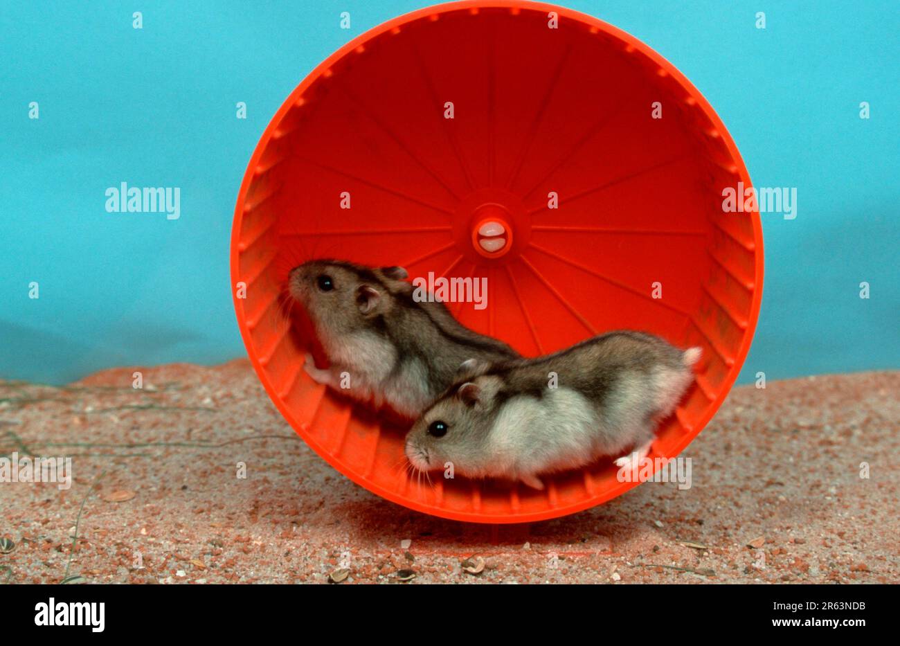 Djungarian hamsters (Phodopus sungorus), pair, in hamster wheel ...