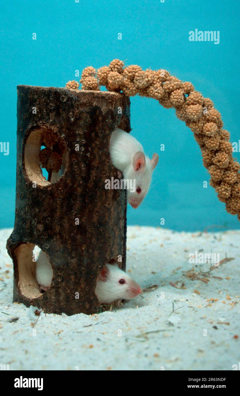 White Mice, House Mouse Stock Photo - Alamy