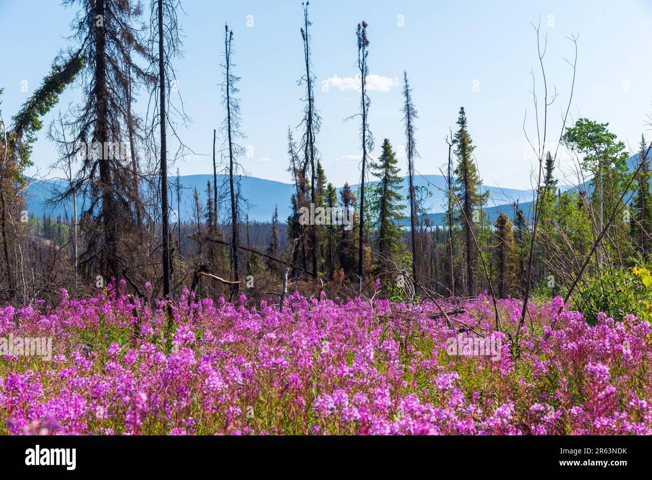 Wild flowers after forest fire hi-res stock photography and images - Alamy