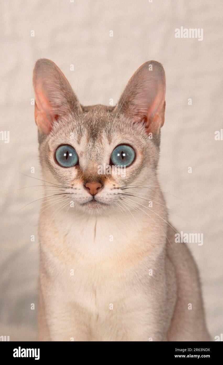 Singapura Cat, Singapura cat (animals) (mammals) (mammals) (pet ...