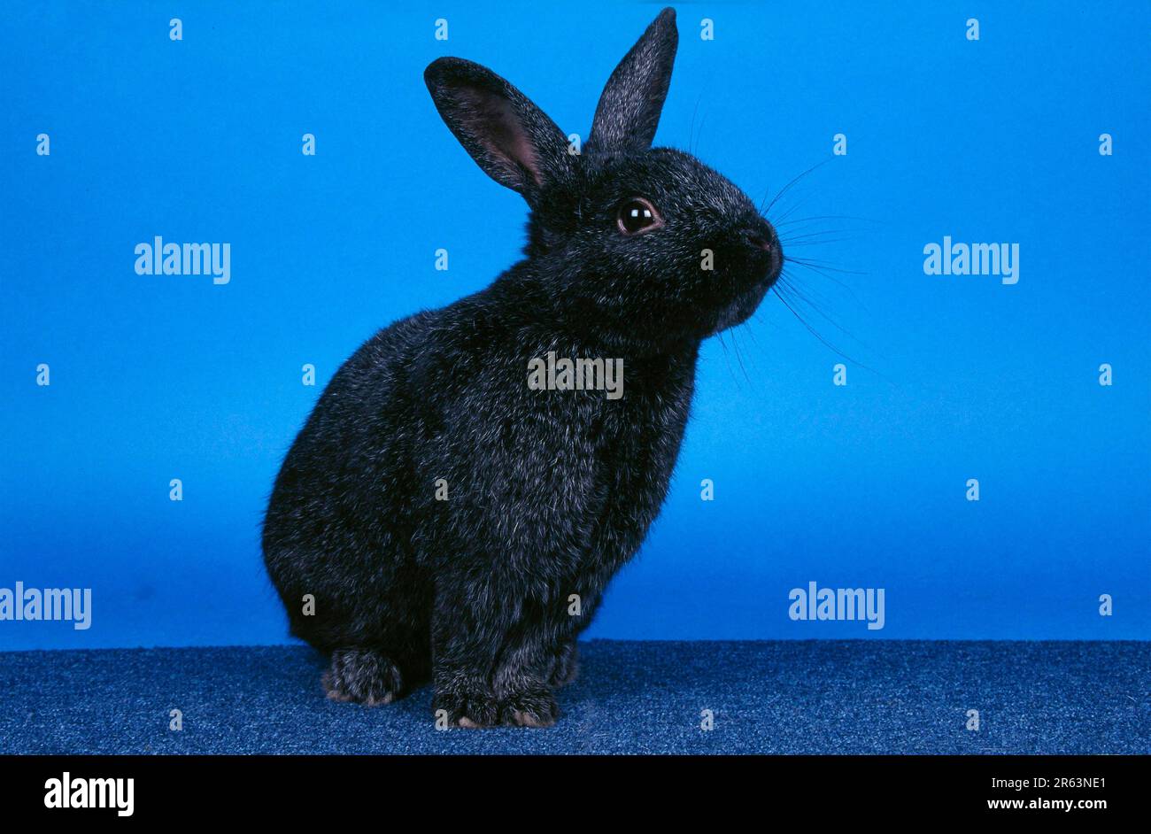 Small silver rabbit, black Stock Photo - Alamy