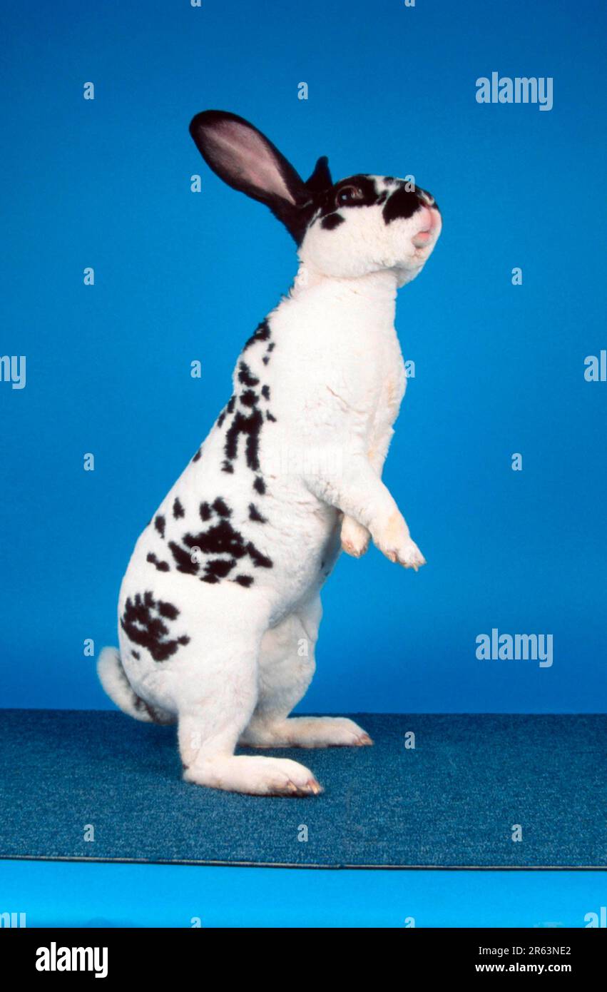 Dalmatian Rex Rabbit, Domestic Rabbit Stock Photo - Alamy