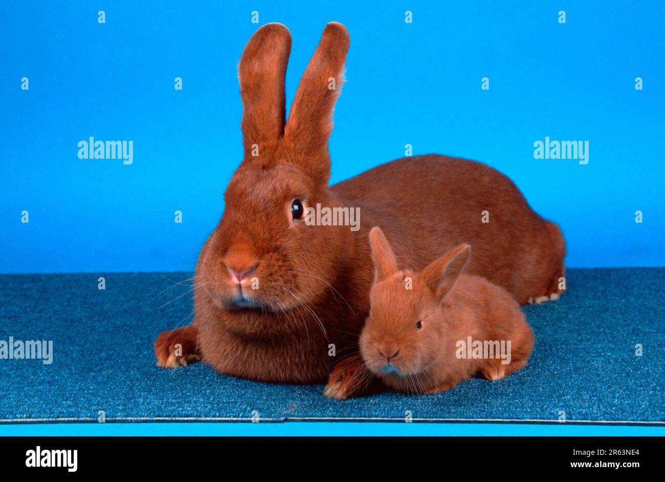 Rabbits, female with young, Red New Zealander Rabbit, female with young ...
