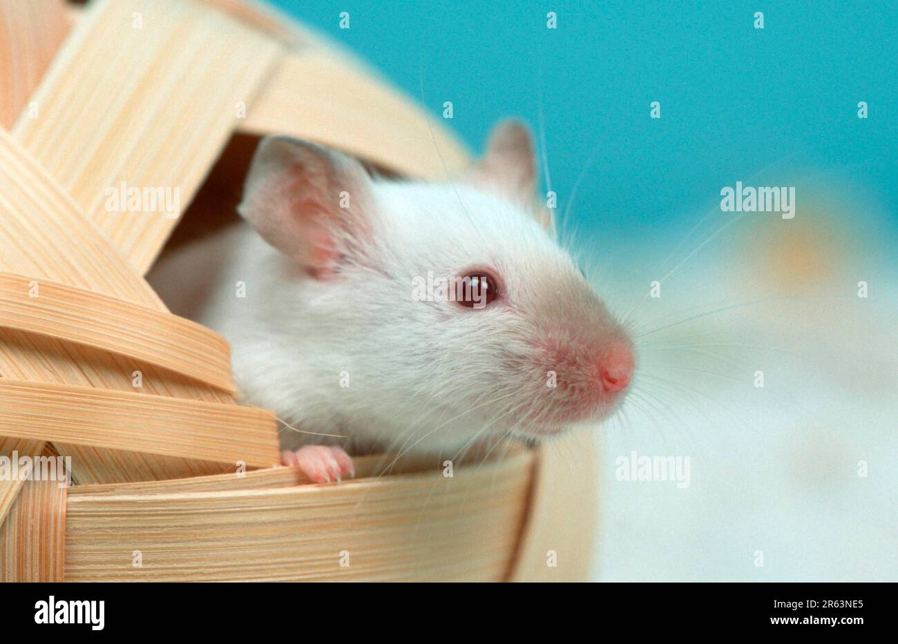 White Mouse, House Mouse Stock Photo - Alamy