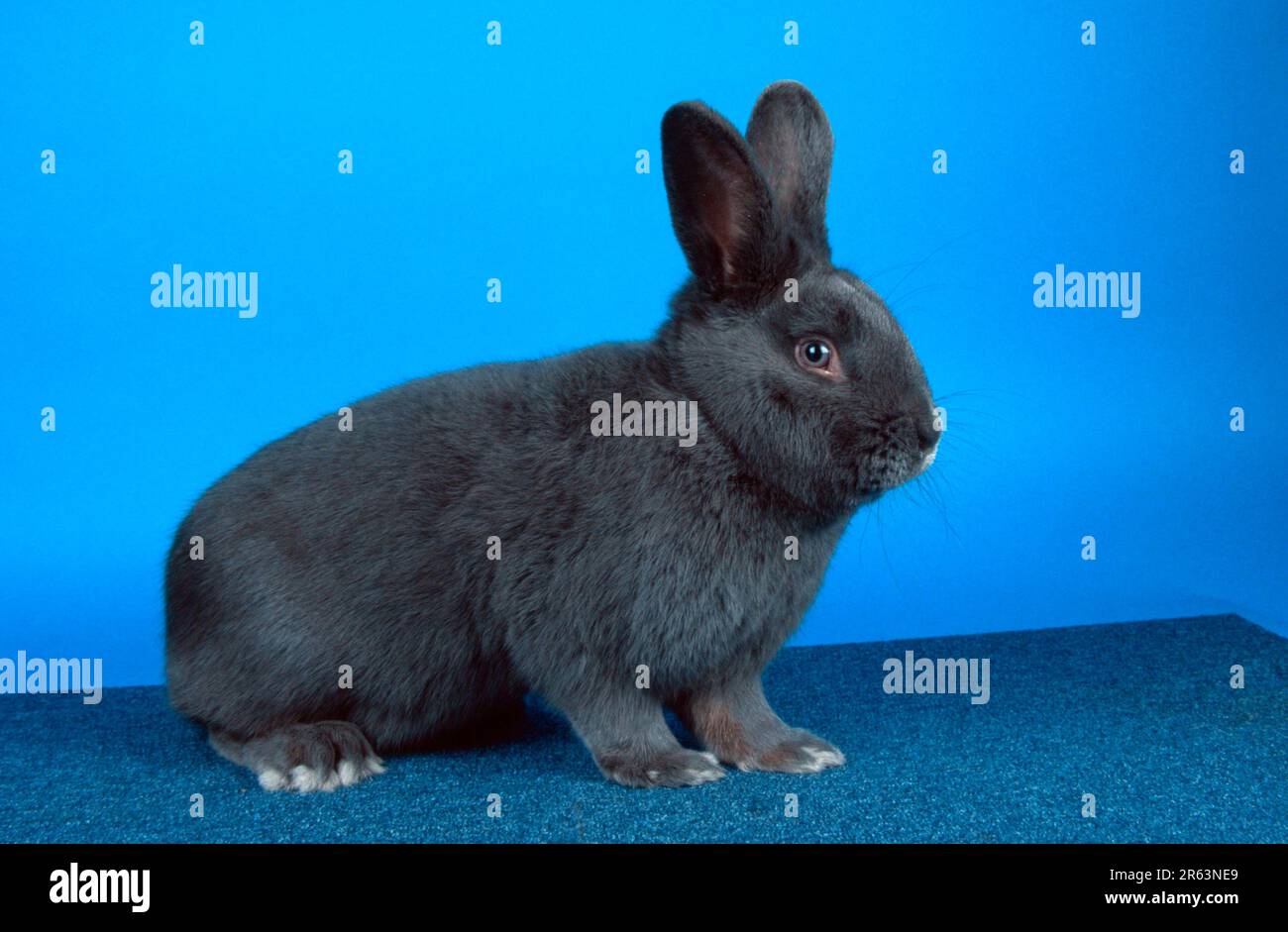 Domestic rabbit, Blue wiener Stock Photo - Alamy