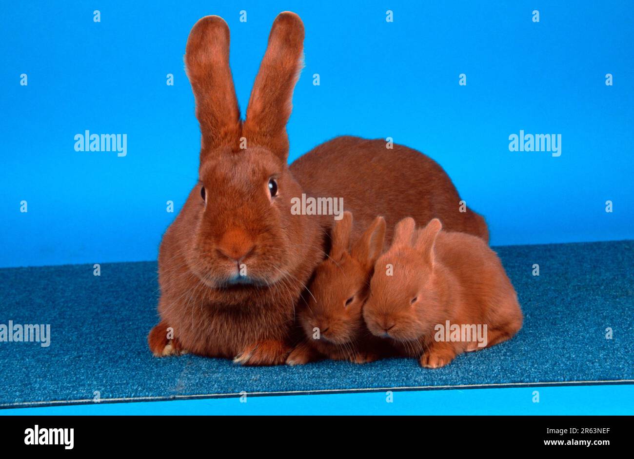 Rabbits, female with youngs, Red New Zealander Rabbit, female with ...