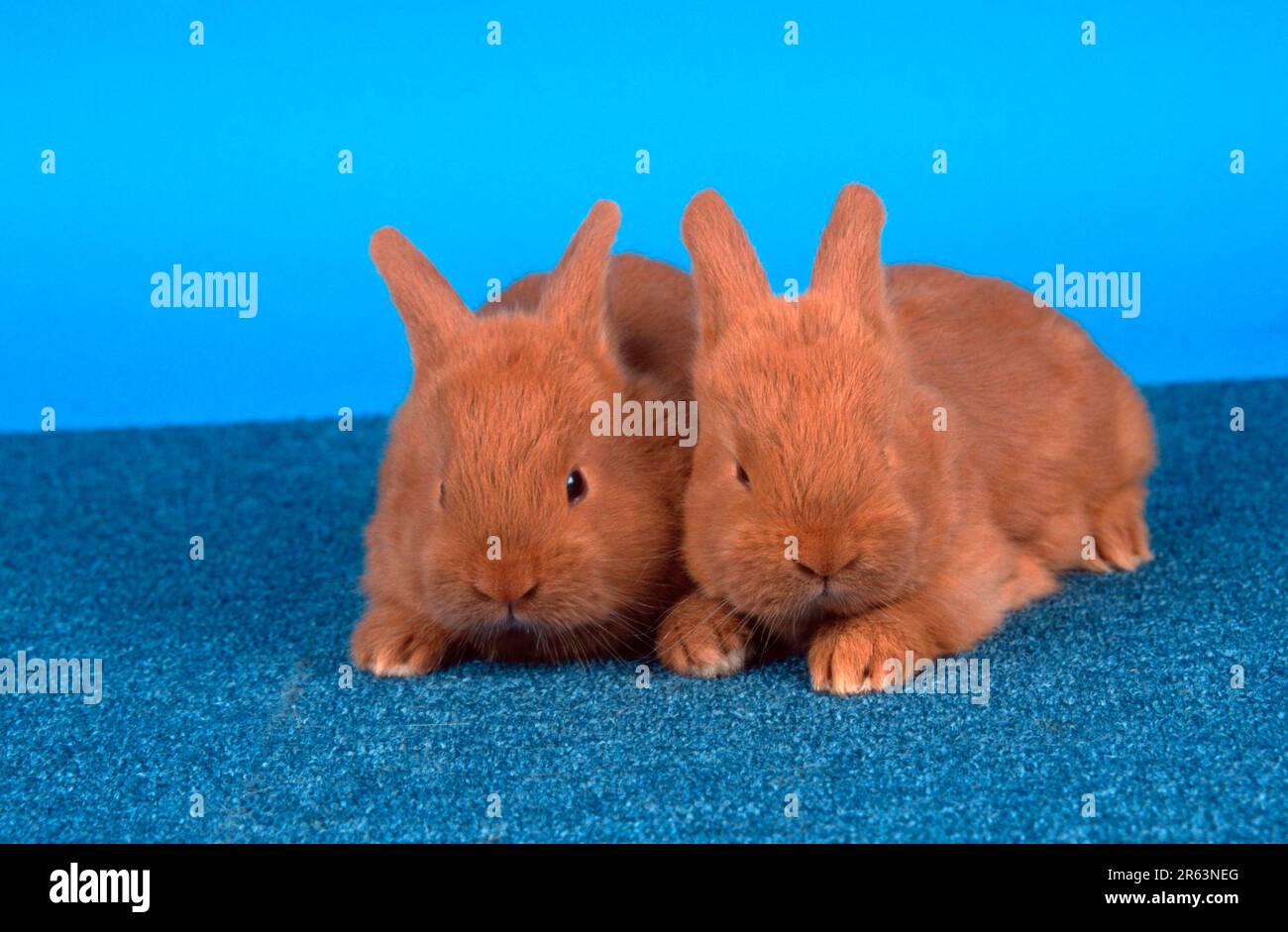 Young Rabbits, young animals, Red New Zealander Rabbit, Red New ...