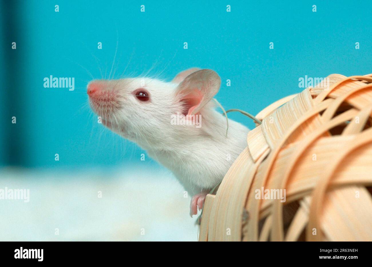 White Mouse, House Mouse Stock Photo - Alamy