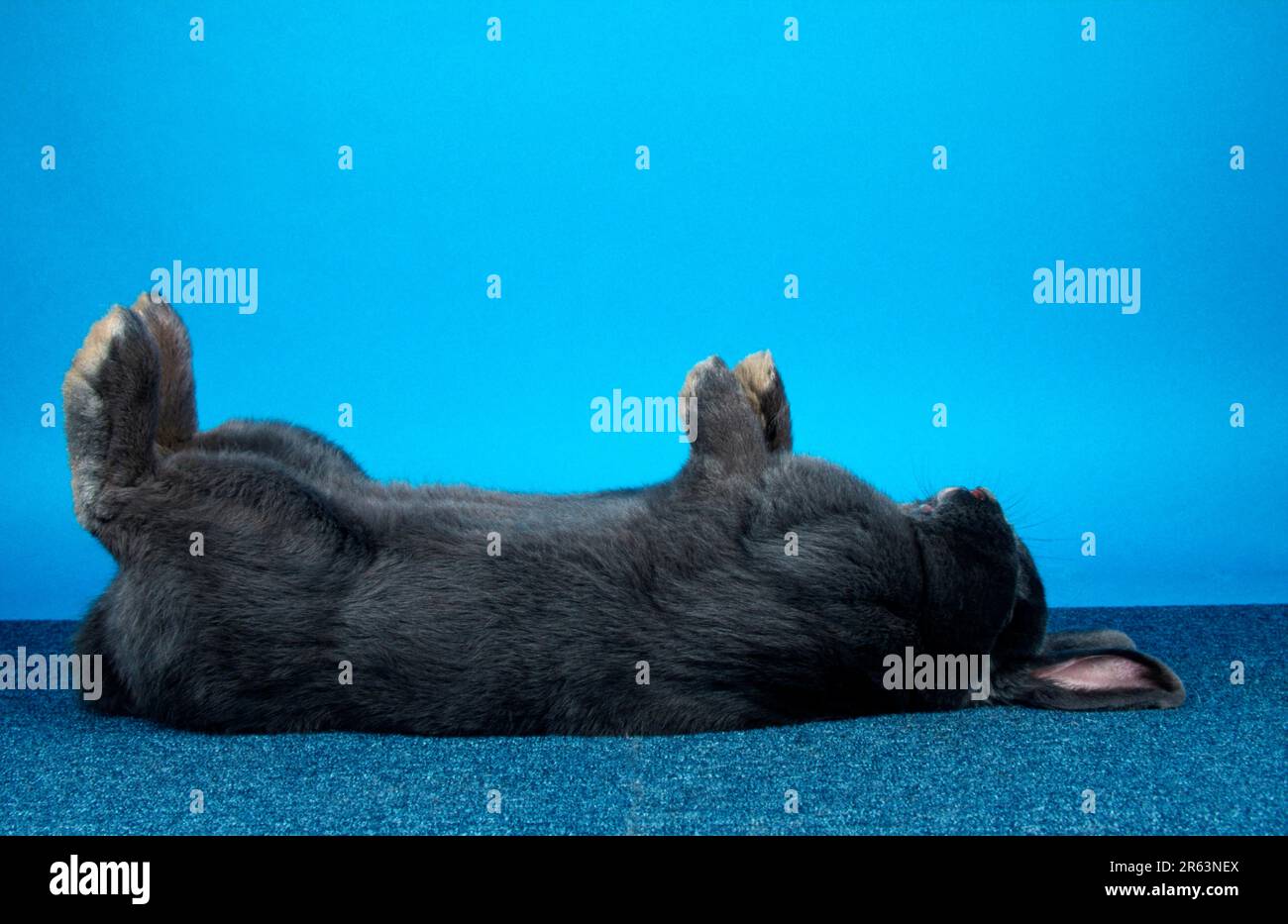 Blue wiener rabbit lying on back, Blue wiener, sideways Stock Photo - Alamy