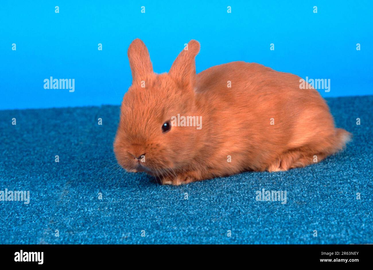 Young Rabbit, young animal, red New Zealander rabbit, red New Zealander ...