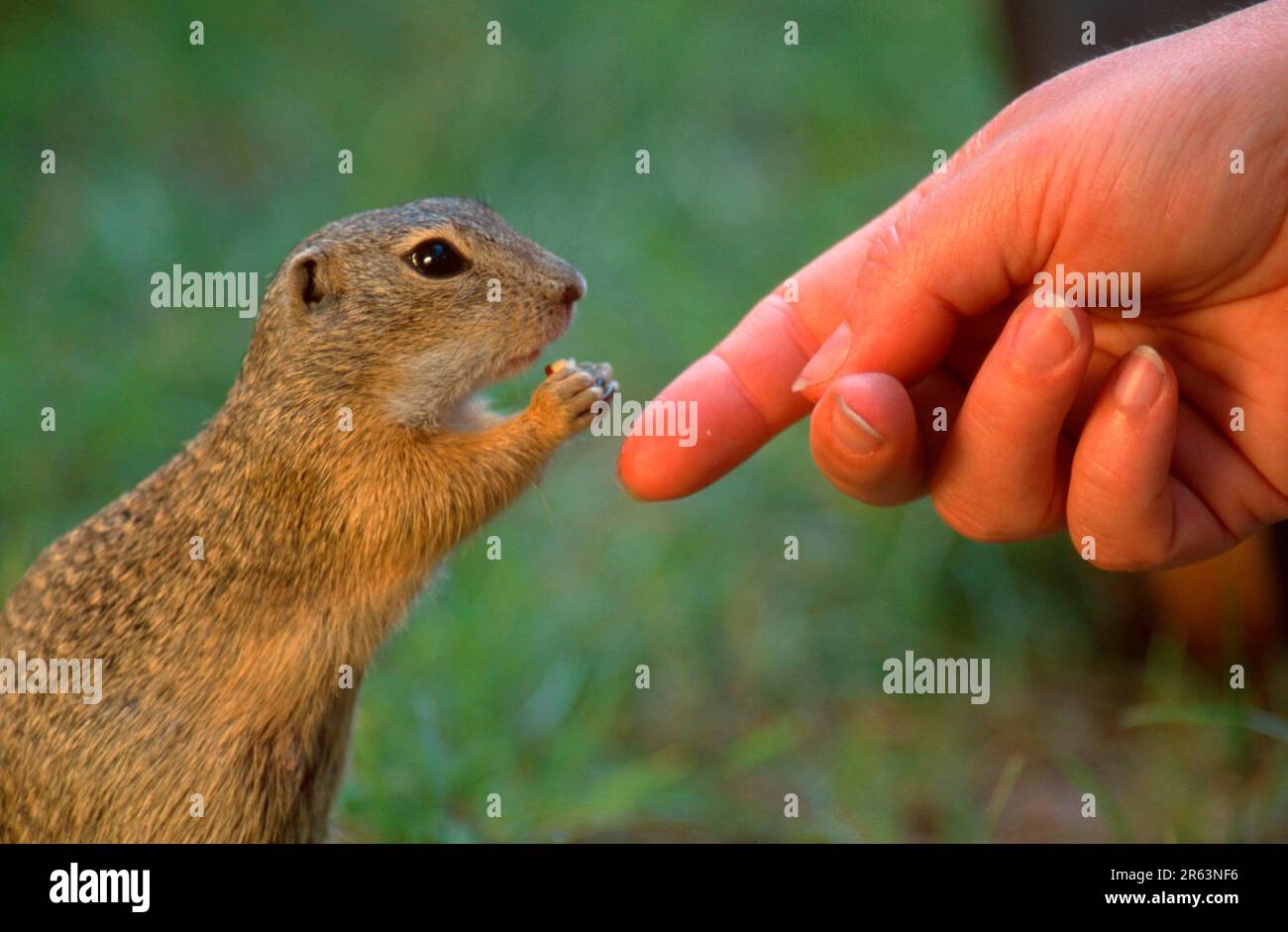 European suslik (Citellus citellus), Lake Neusiedl, Suslik, Austria ...