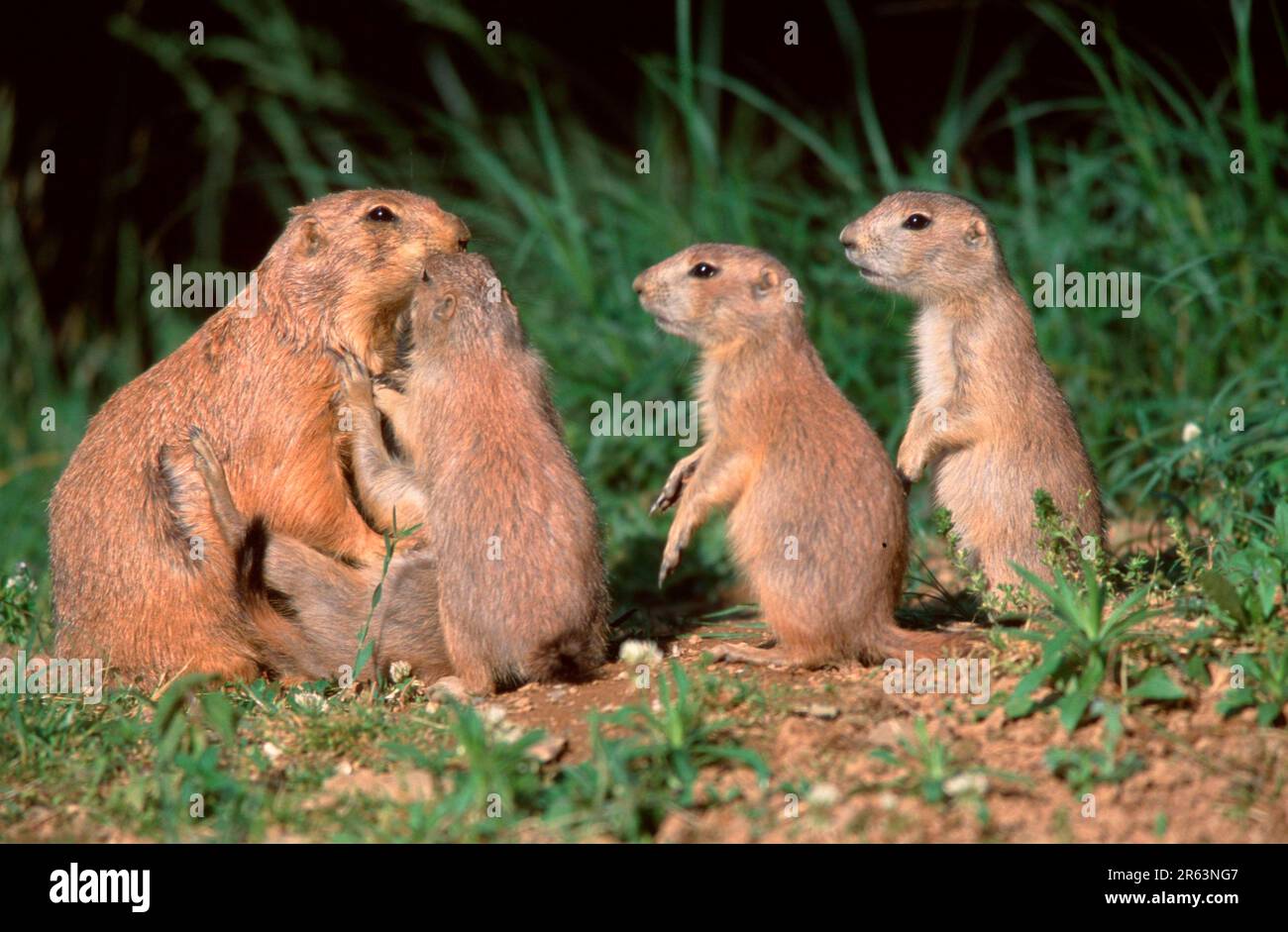 Black-tailed prairie dogs (Cynomys ludovicianus), female with kittens ...