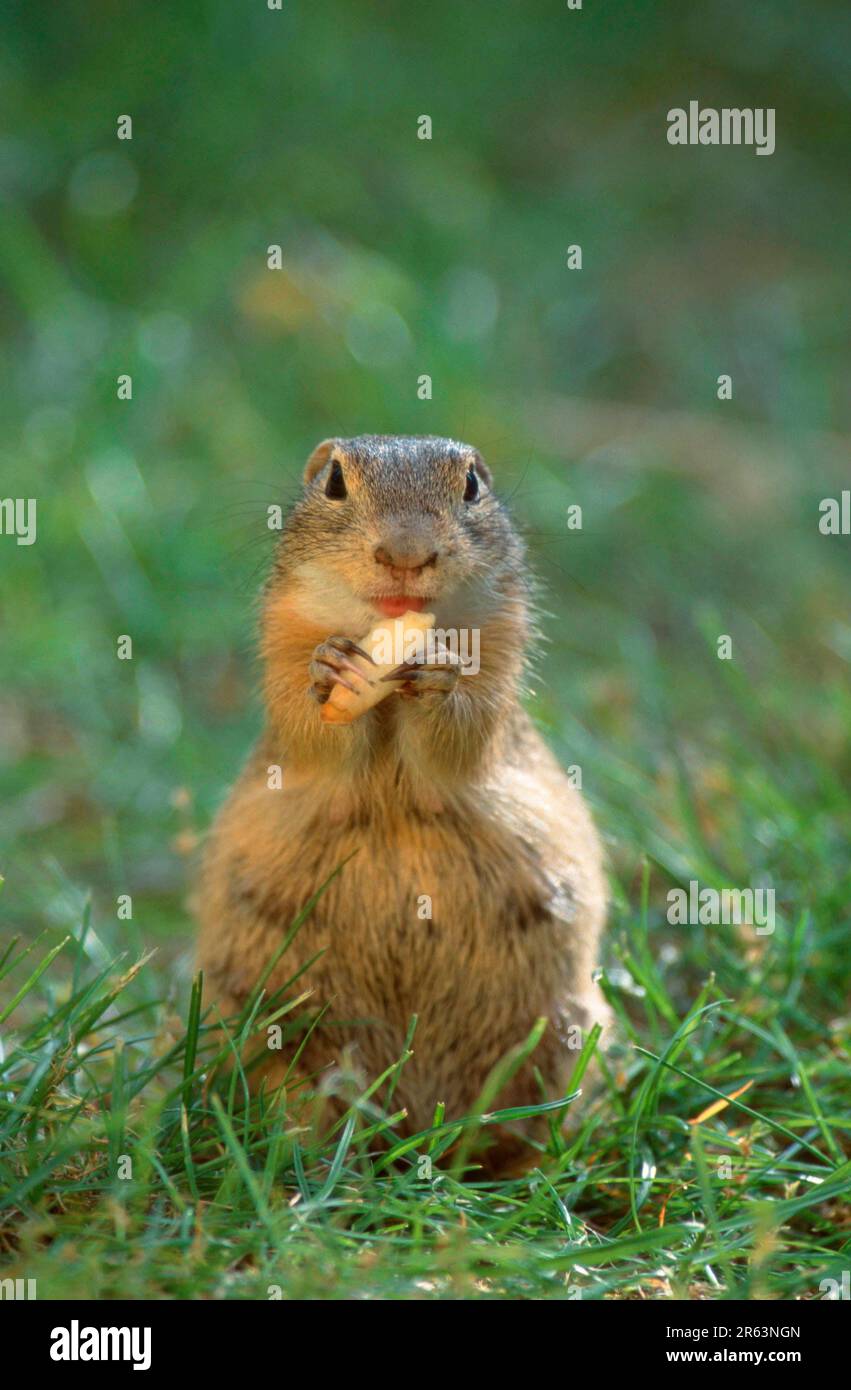 European suslik (Citellus citellus), Lake Neusiedl, Suslik, Austria ...
