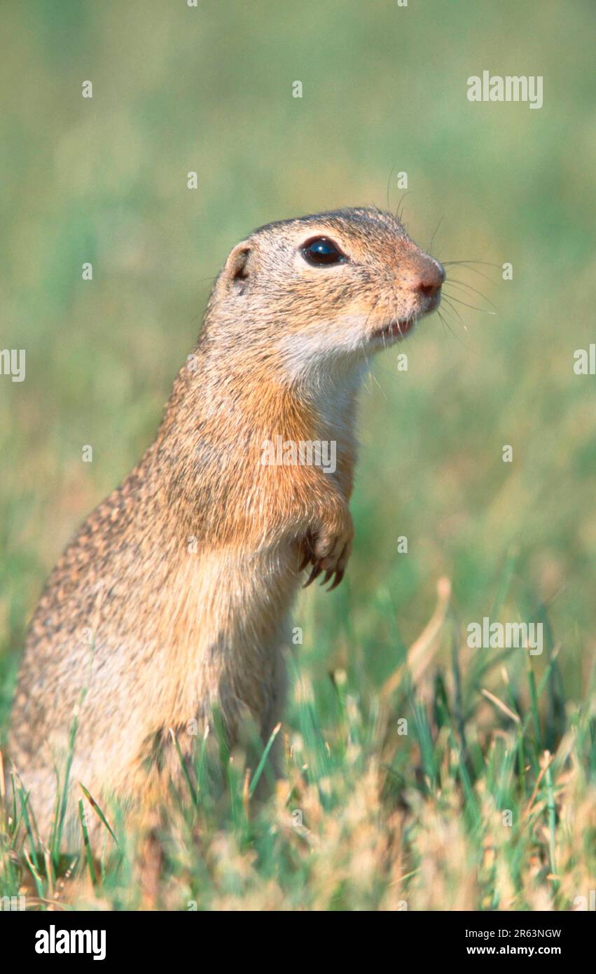 European suslik (Citellus citellus), Lake Neusiedl, Suslik, Austria ...