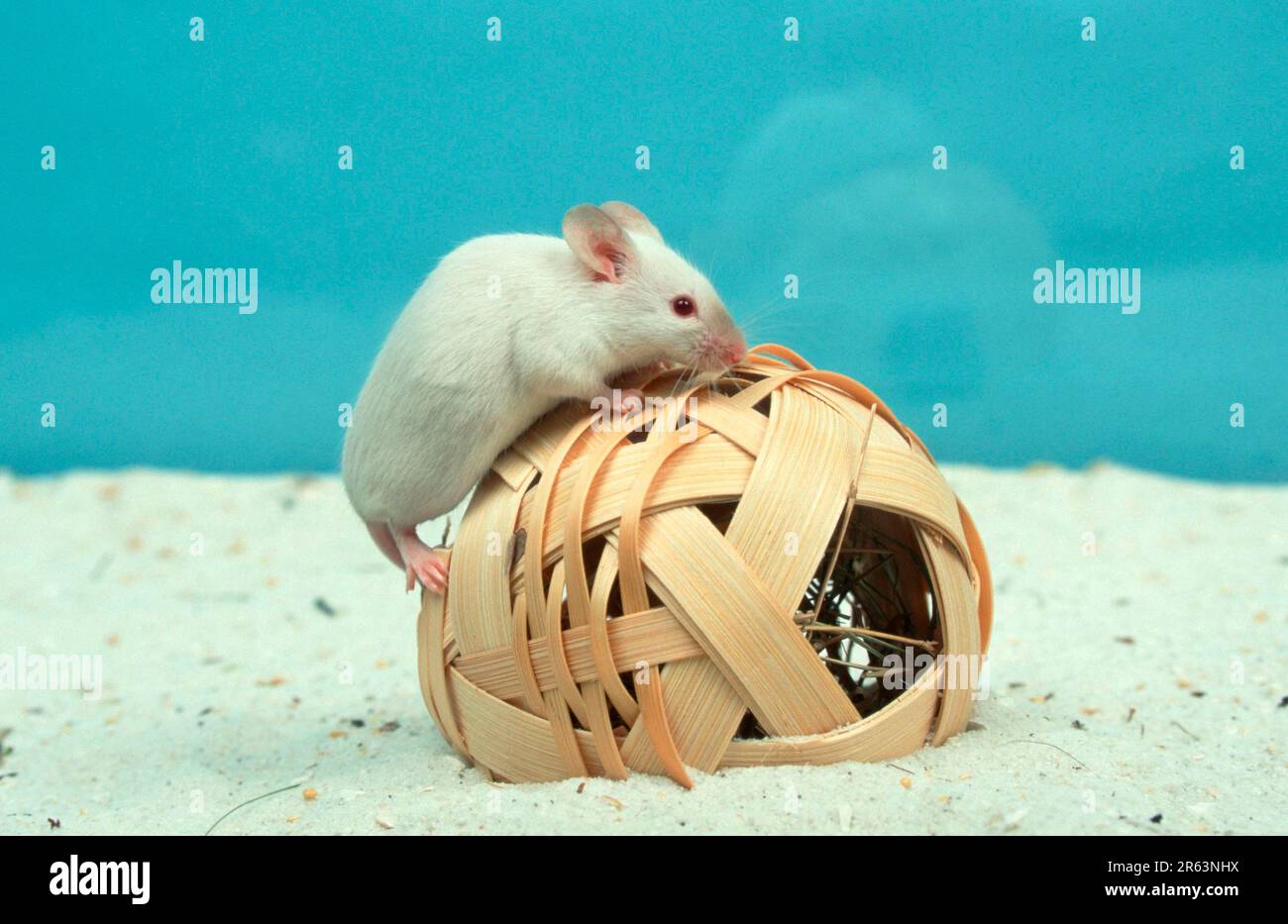 White Mouse, House Mouse Stock Photo - Alamy