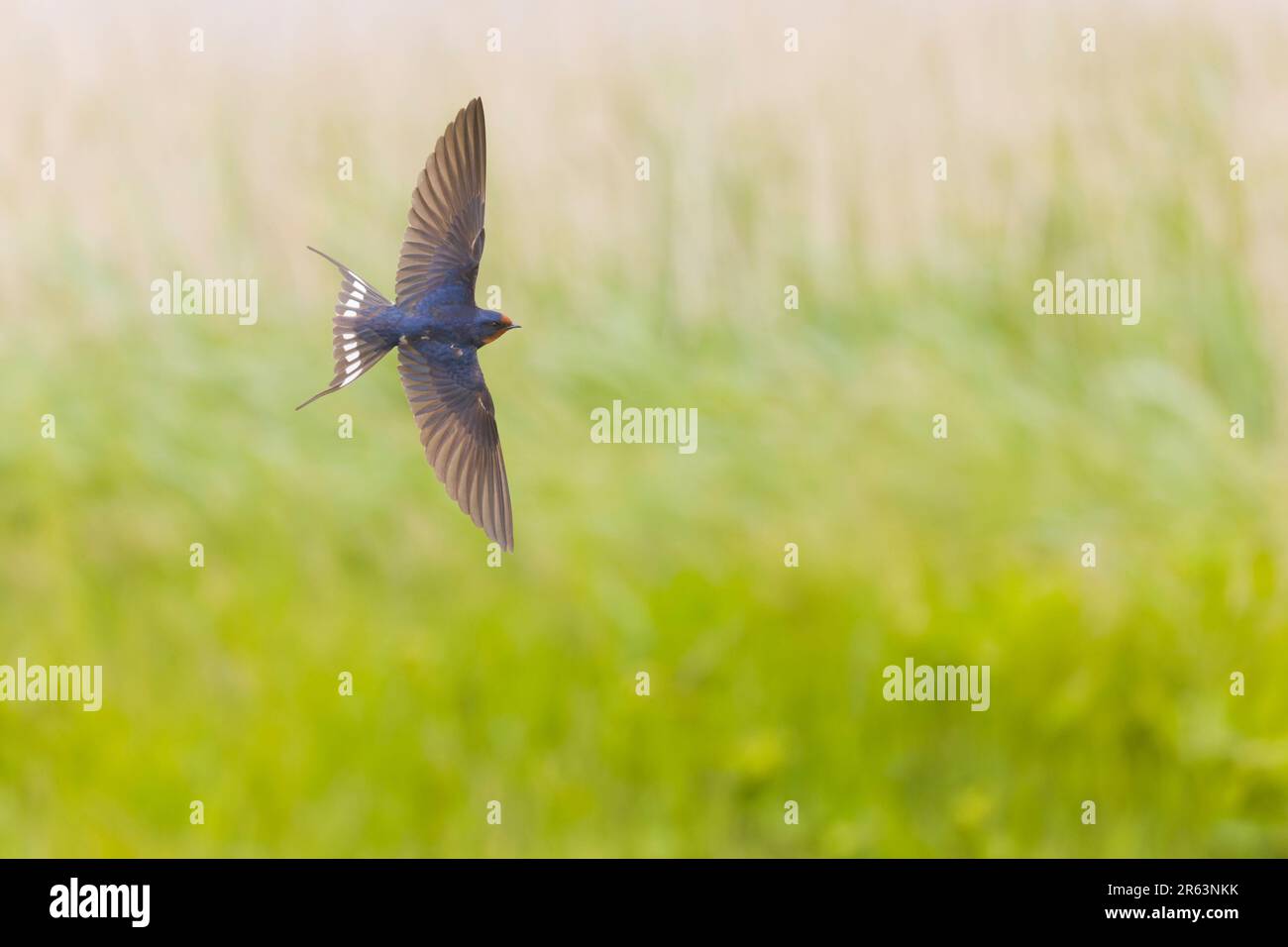 Female barn swallow hi-res stock photography and images - Alamy