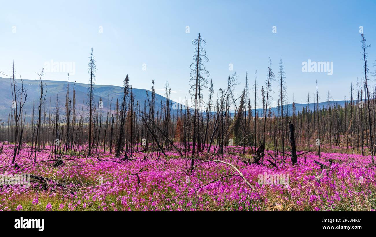 Wild flowers after forest fire hi-res stock photography and images - Alamy