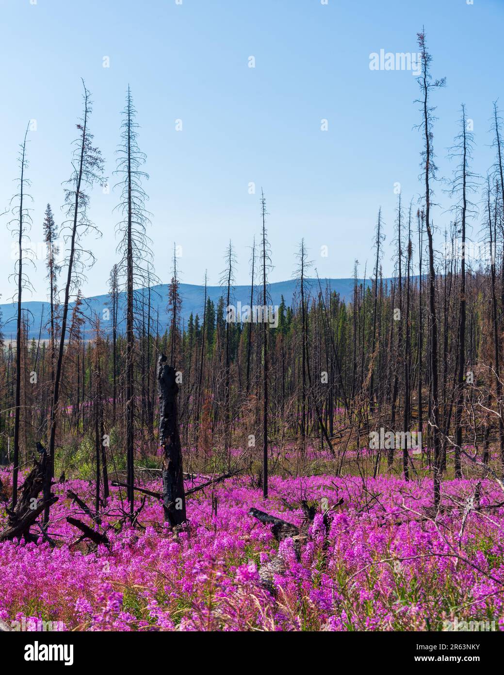 Wild flowers after forest fire hi-res stock photography and images - Alamy