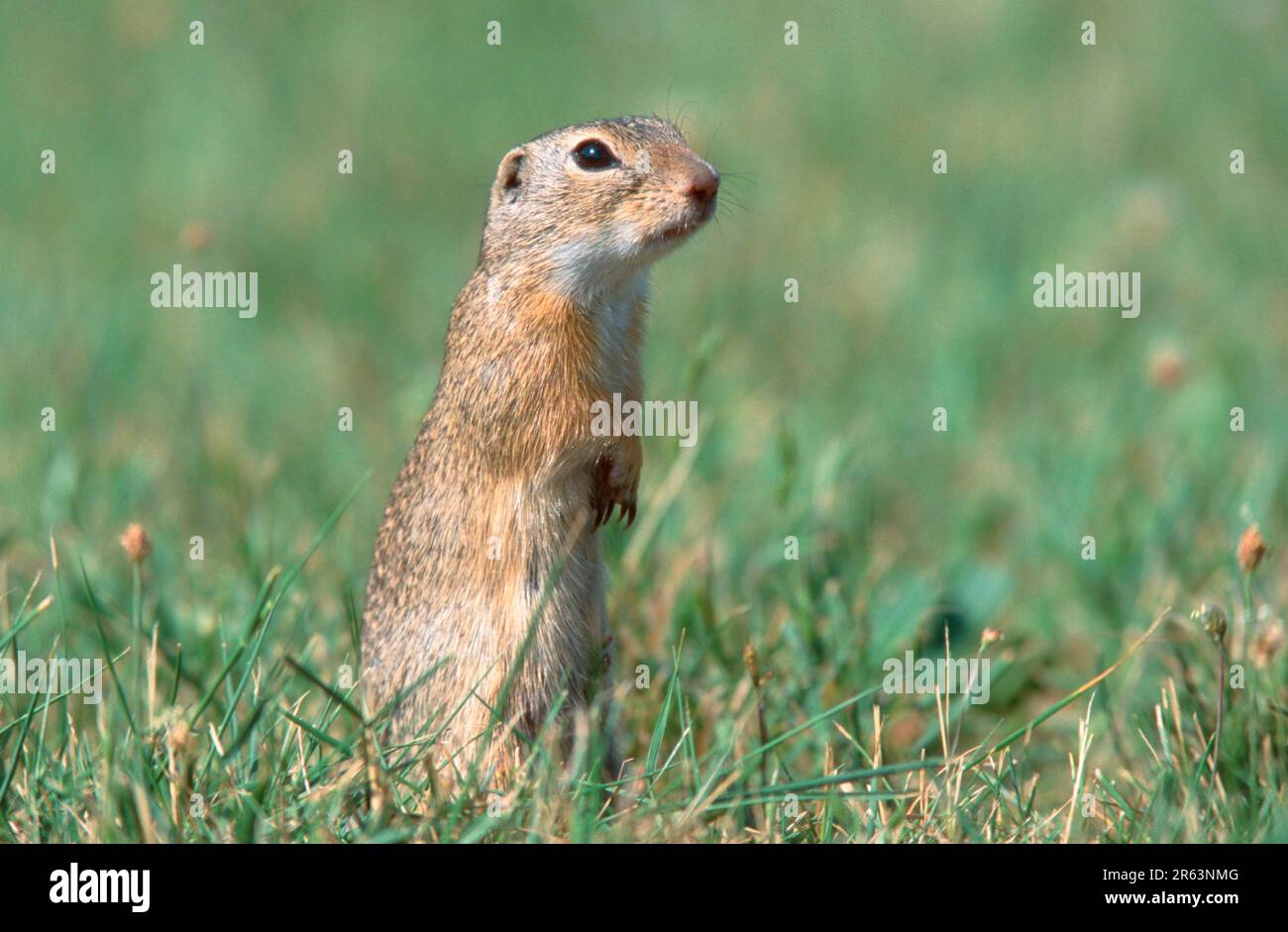 European suslik (Citellus citellus), Lake Neusiedl, Suslik, Austria ...