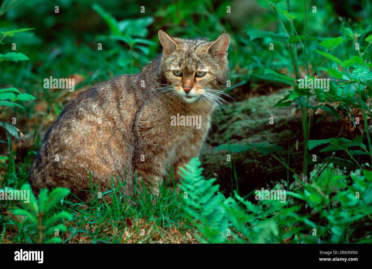 European wildcat (Felis silvestris), European Wildcat (European ...