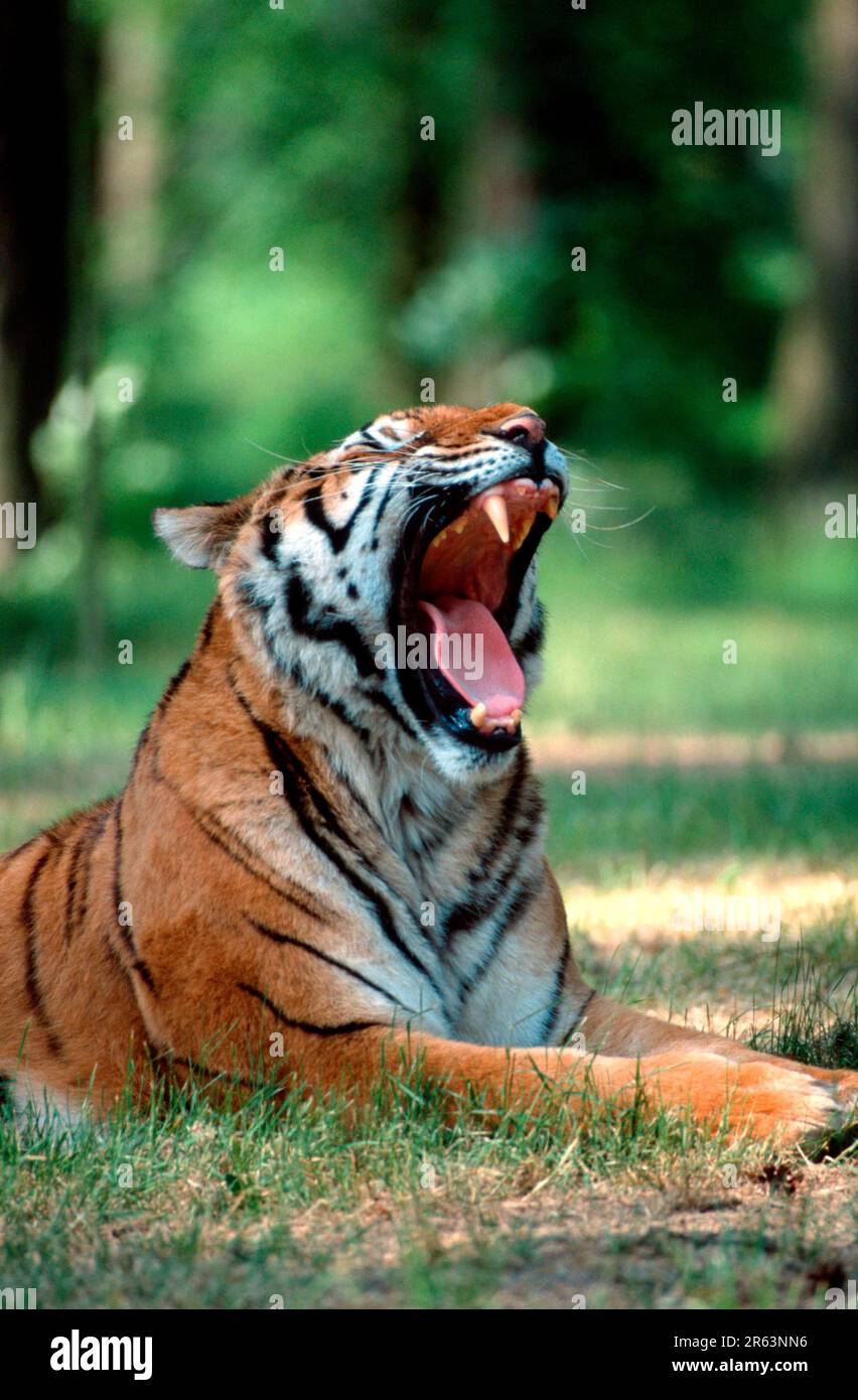 Dangerous tiger animal hi-res stock photography and images - Alamy