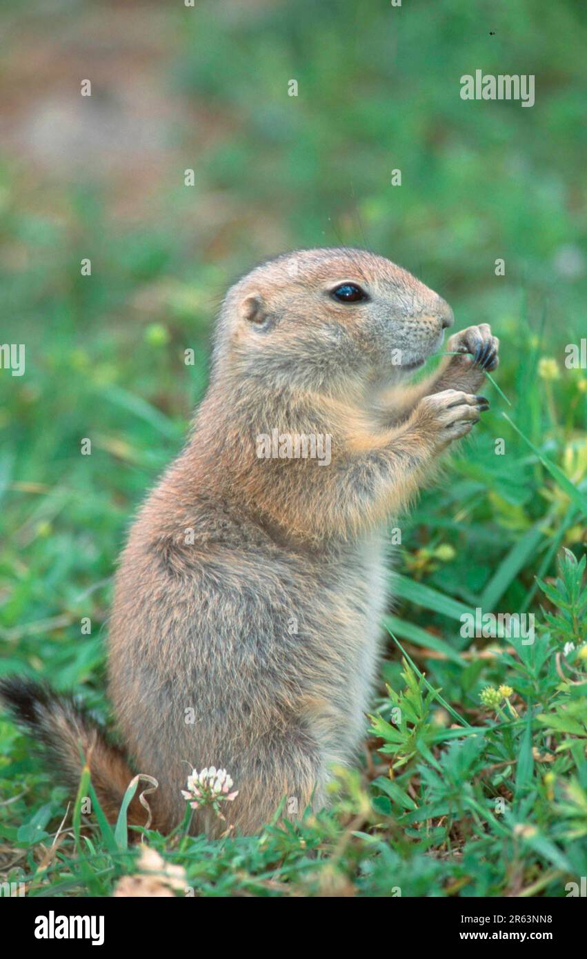 Prairie Dog Newborn