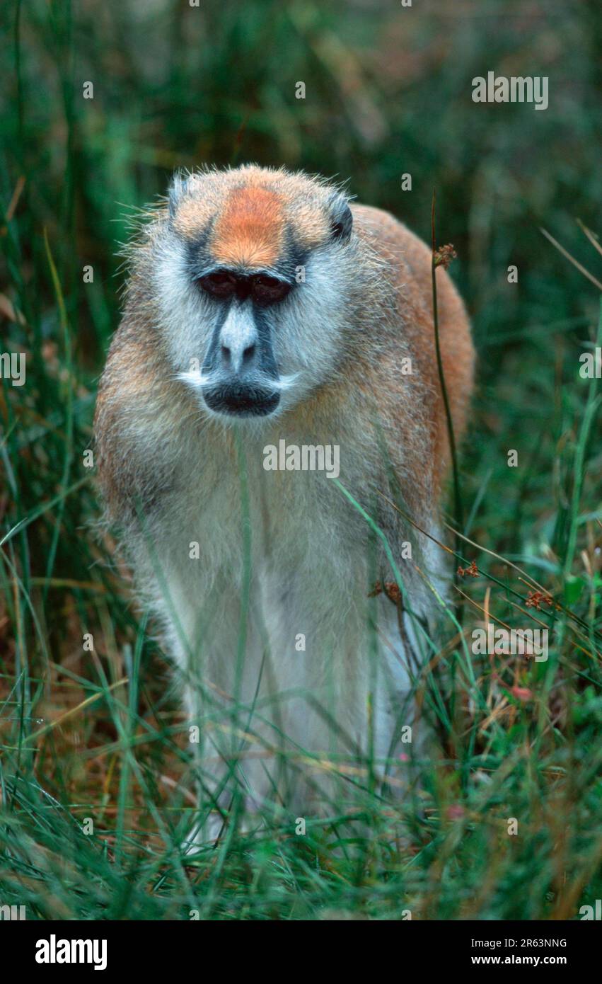Patas monkey (Erythrocebus patas), patas monkey Stock Photo - Alamy