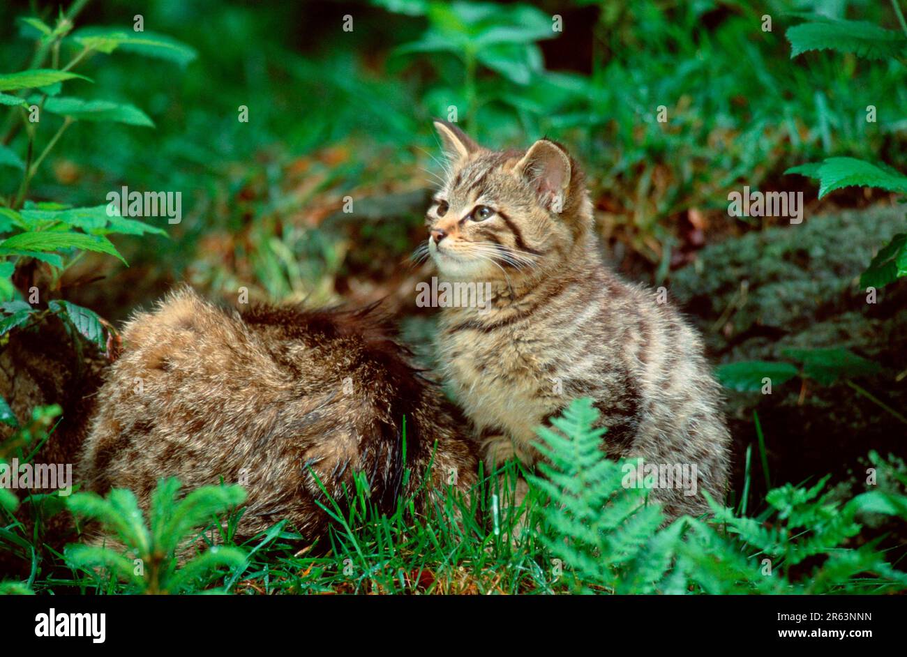 European wildcat (Felis silvestris), Young European Wildcat (European ...