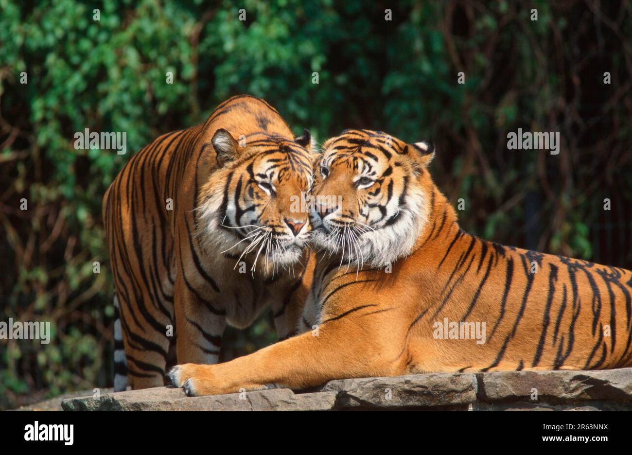 Tiger greeting hi-res stock photography and images - Alamy