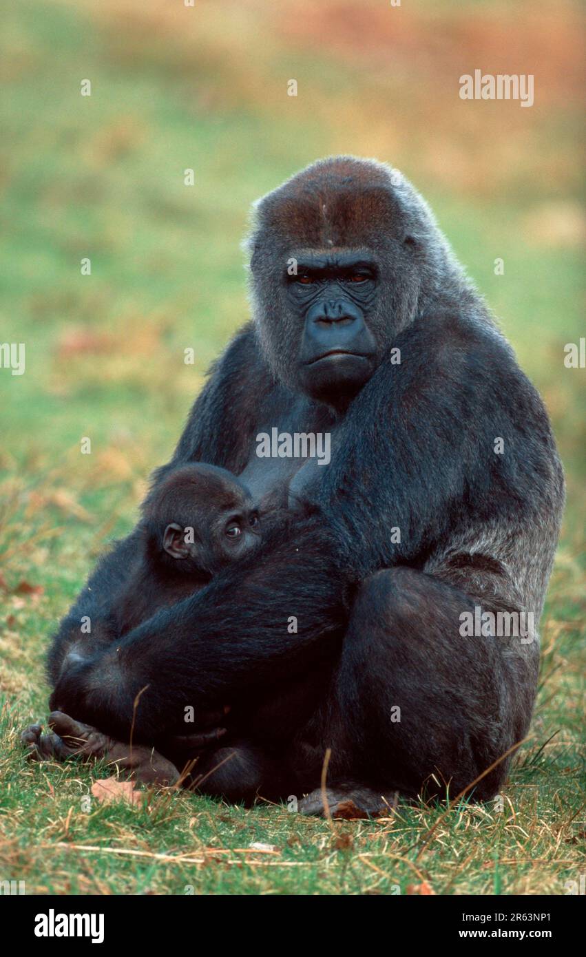 Western Gorillas, female with young (Gorilla gorilla gorilla Stock Photo - Alamy