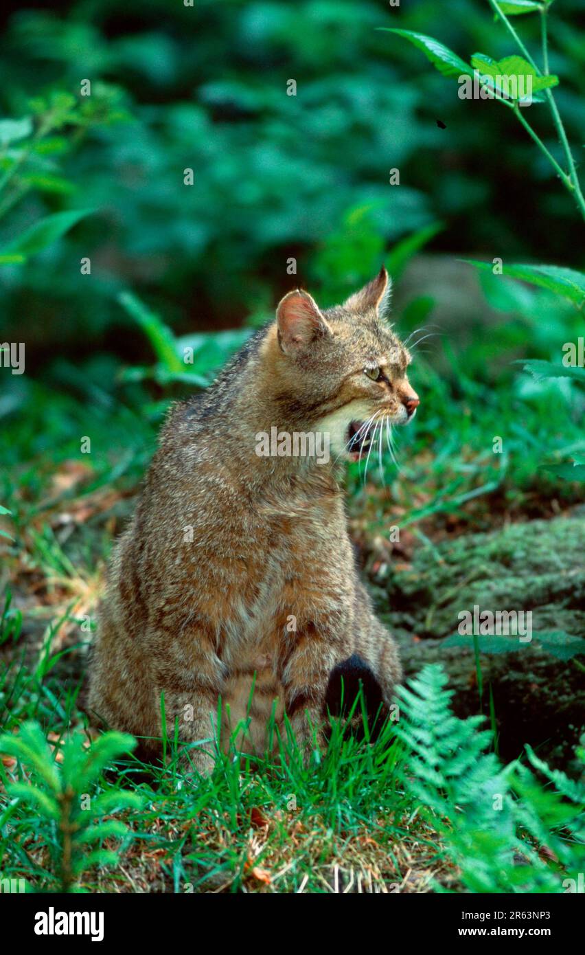 Common wildcat hi-res stock photography and images - Alamy